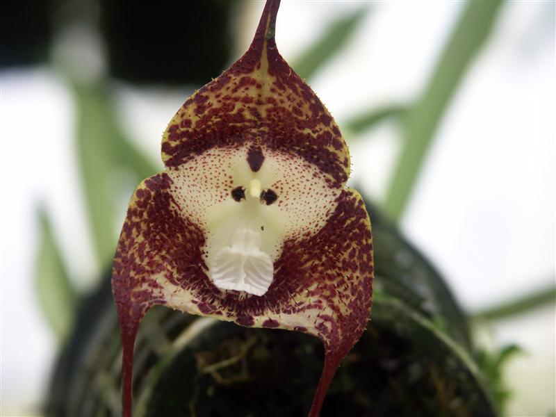 Dracula simia - Alchetron, The Free Social Encyclopedia